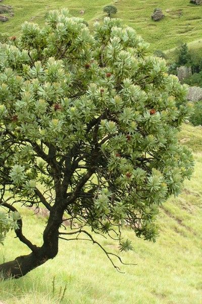 Iconic trees of Kloof | Kloof Conservancy The Leopard's Echo