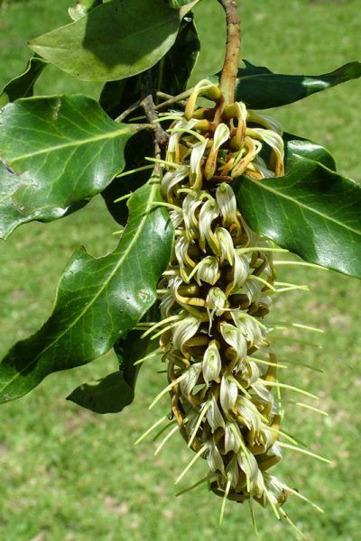 Some rare and threatened trees of the Krantzkloof Nature Reserve ...