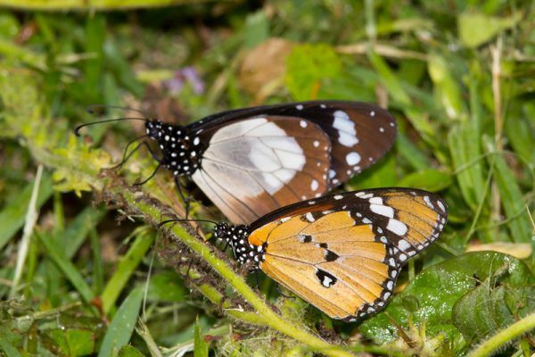 What do butterflies eat? | Kloof Conservancy The Leopard's Echo