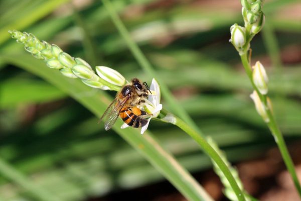 Durban’s Grasslands: more than “just grass” | Kloof Conservancy The ...