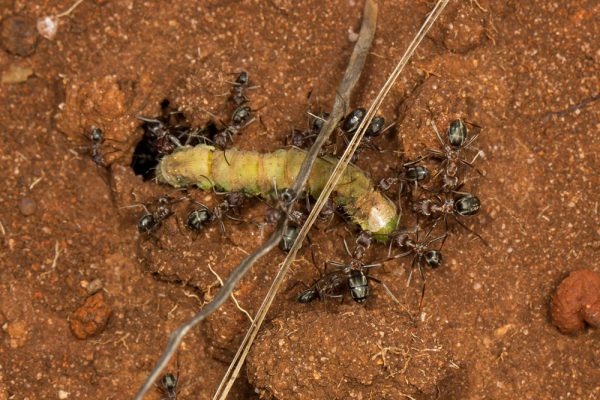 What eats butterflies (and moths!) | Kloof Conservancy The Leopard's Echo