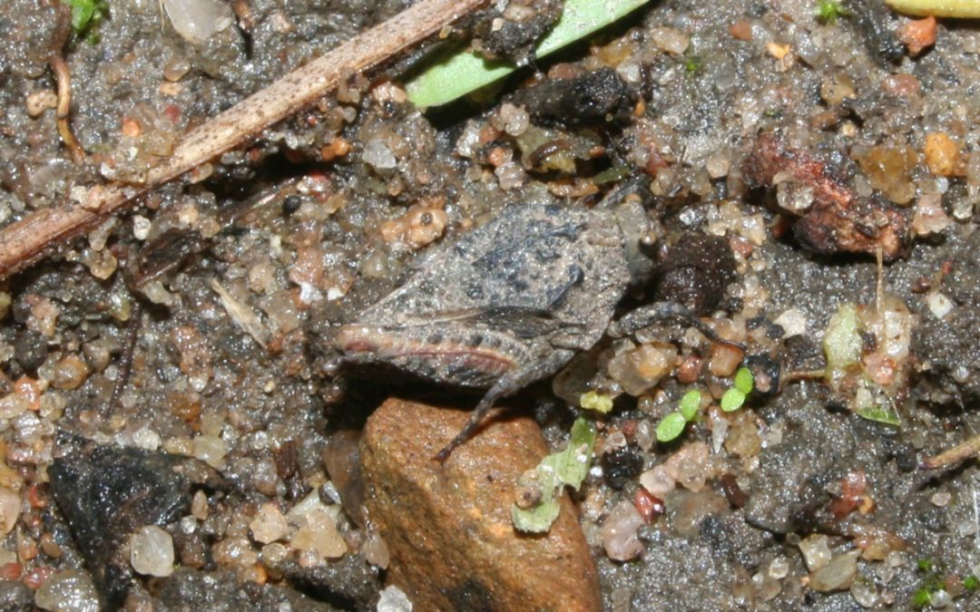 Insects and colour | Kloof Conservancy The Leopard's Echo
