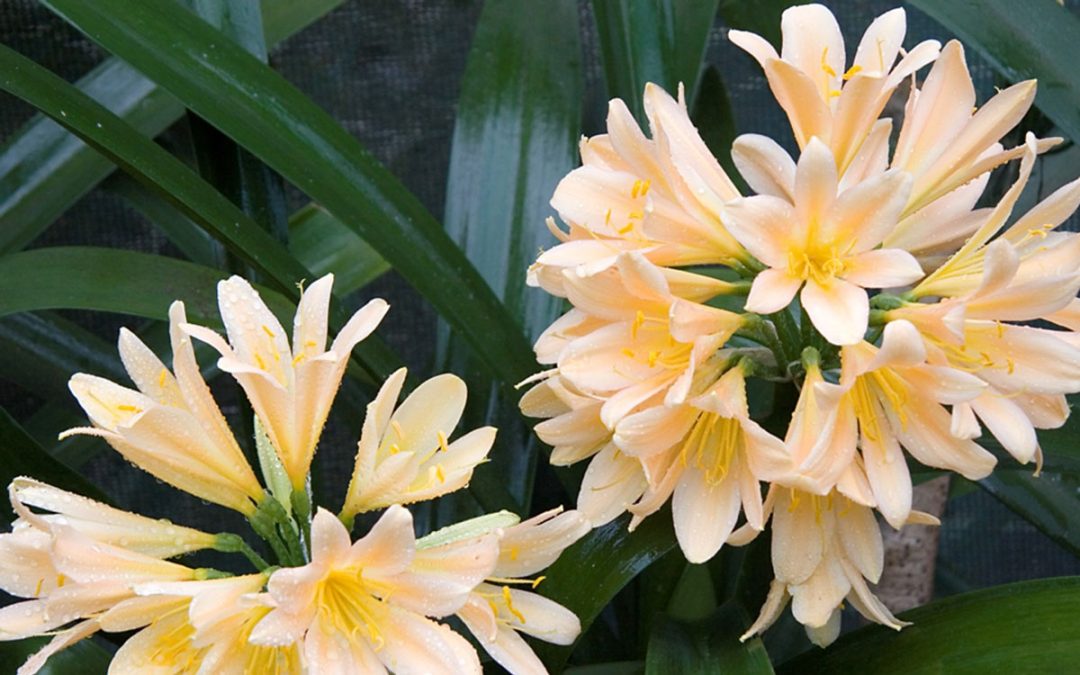 Clivias, colour with a dash of history! | Kloof Conservancy The Leopard ...