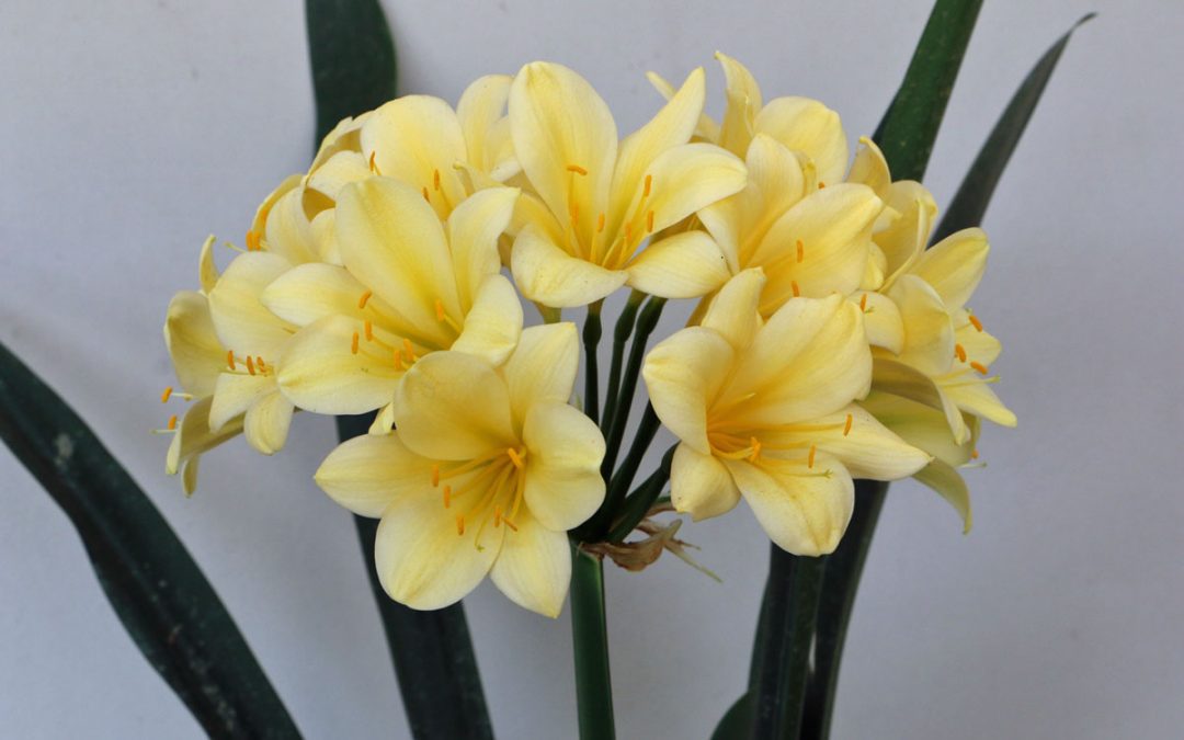 Clivias, colour with a dash of history! | Kloof Conservancy The Leopard ...