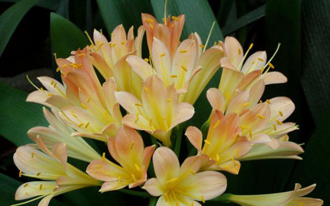 Clivias, colour with a dash of history! | Kloof Conservancy The Leopard ...
