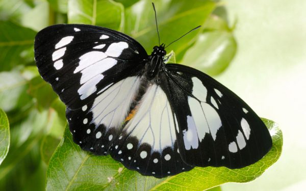 Butterfly kaleidoscope | Kloof Conservancy The Leopard's Echo
