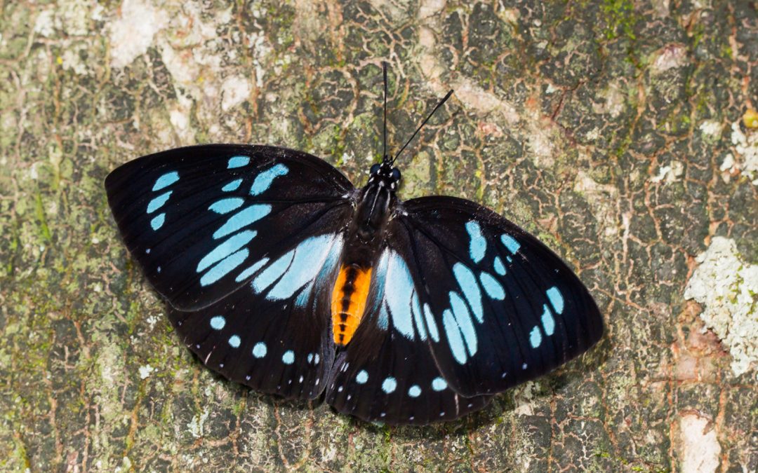 Butterfly kaleidoscope | Kloof Conservancy The Leopard's Echo