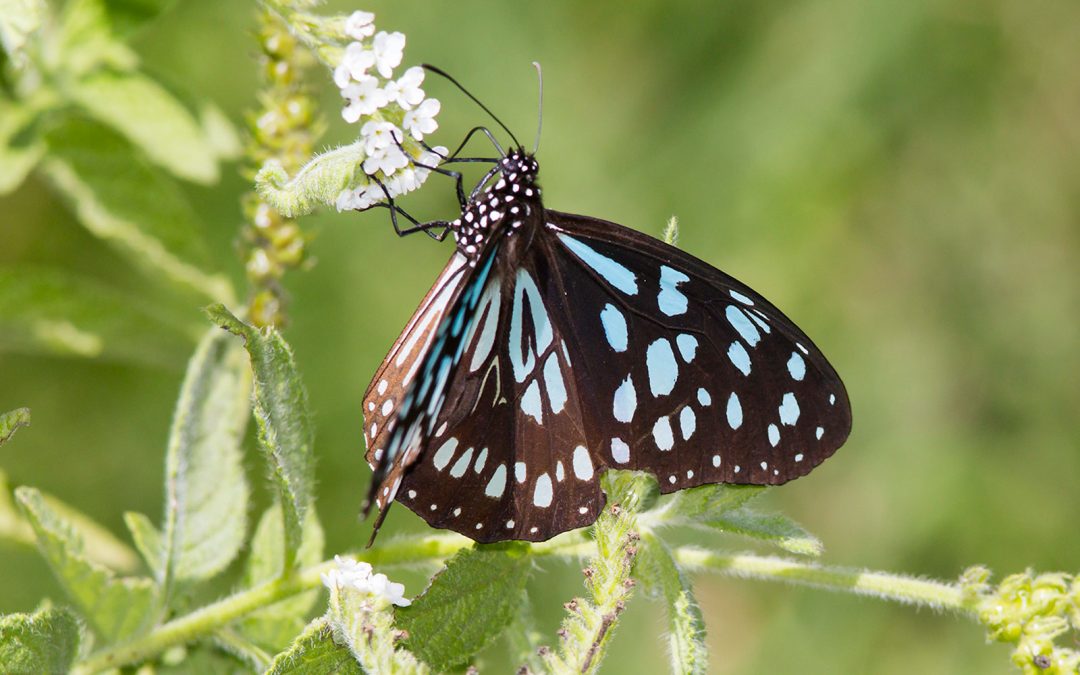 Butterfly kaleidoscope | Kloof Conservancy The Leopard's Echo