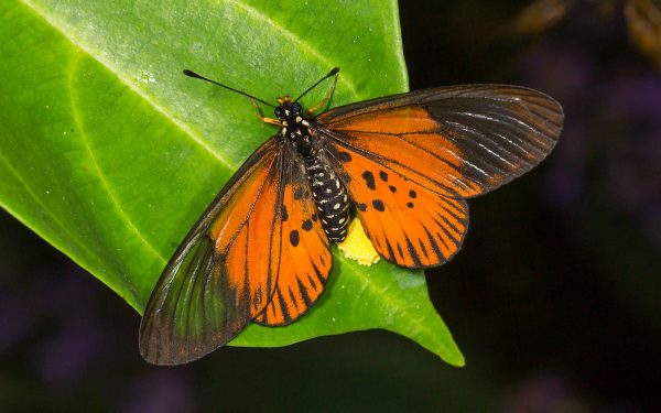 Butterfly kaleidoscope | Kloof Conservancy The Leopard's Echo