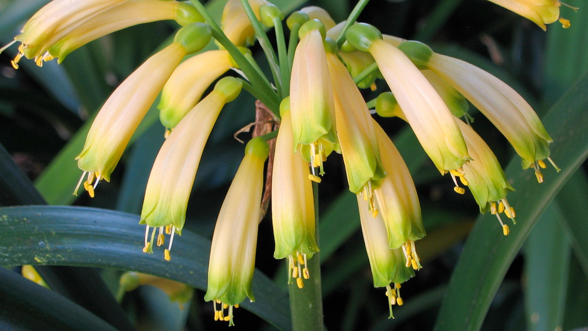 Clivia gardenii growing in the Kloof/Everton area nature reserves ...