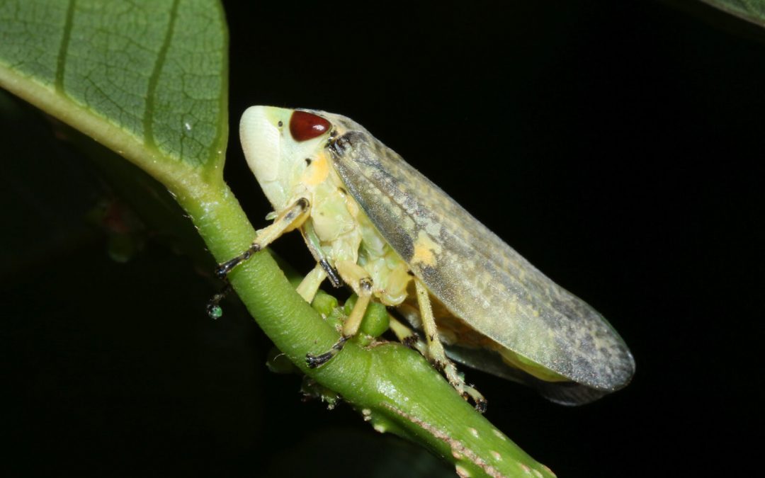 The soggy existence of the rain tree bug | Kloof Conservancy The ...