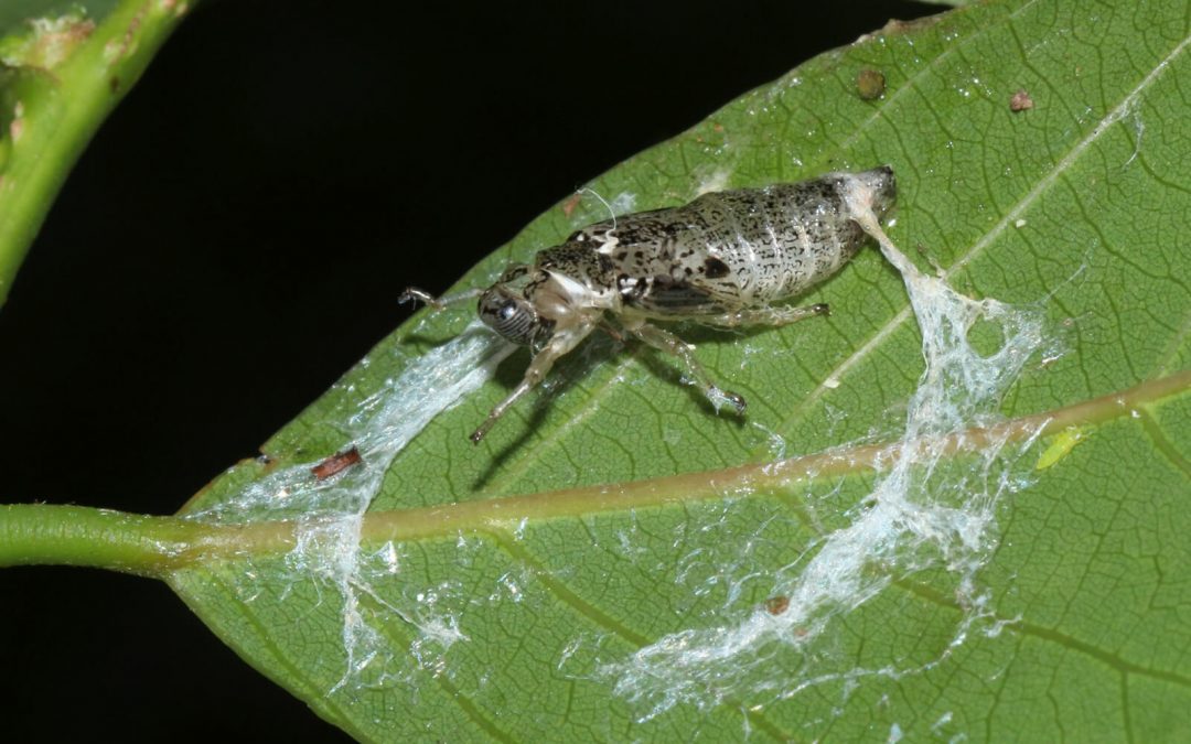 The soggy existence of the rain tree bug | Kloof Conservancy The ...
