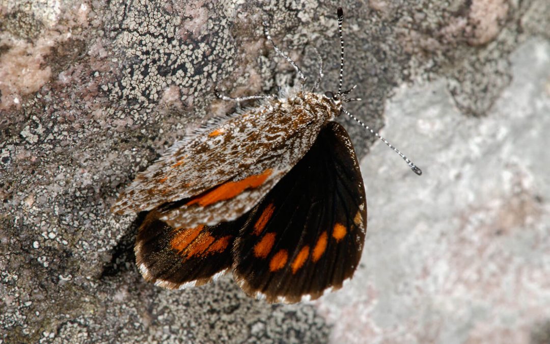What butterflies can be found where, when and why? | Kloof Conservancy ...