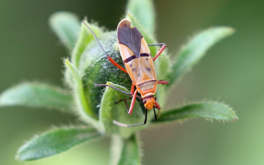 The secret lives of insects: a photographer’s perspective | Kloof ...