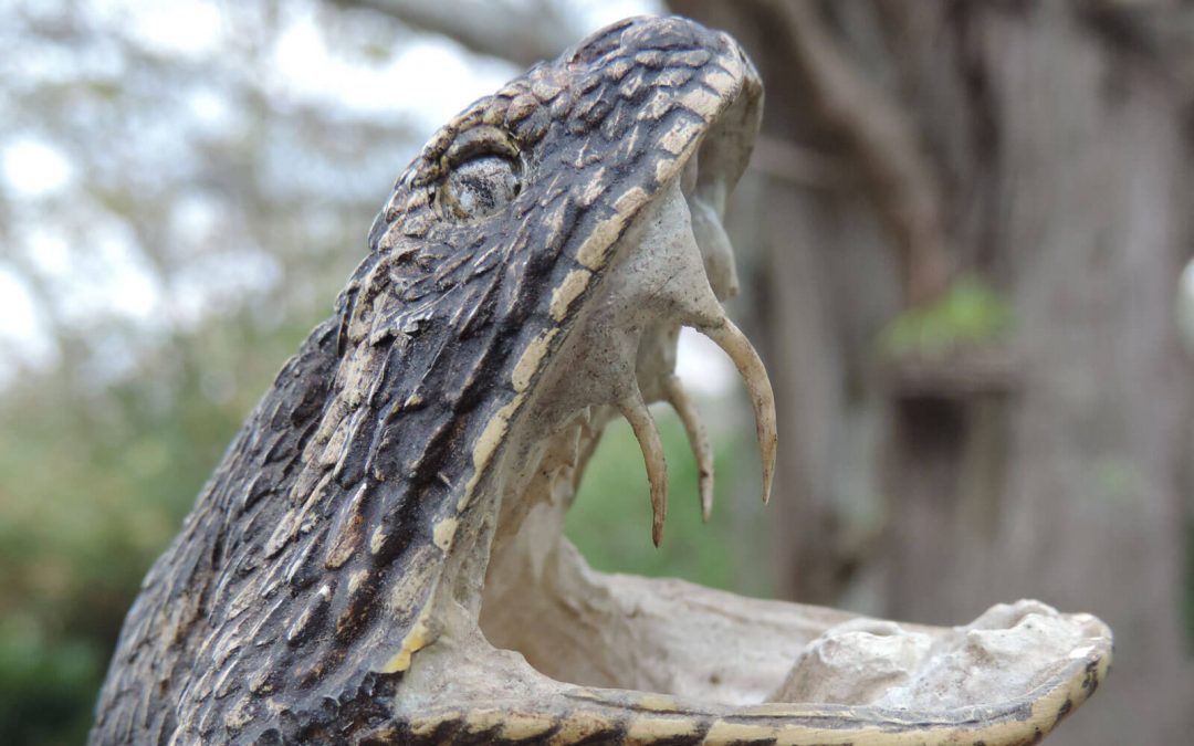 Snakes of the Kloof and Highway area: what’s that under your jacket ...