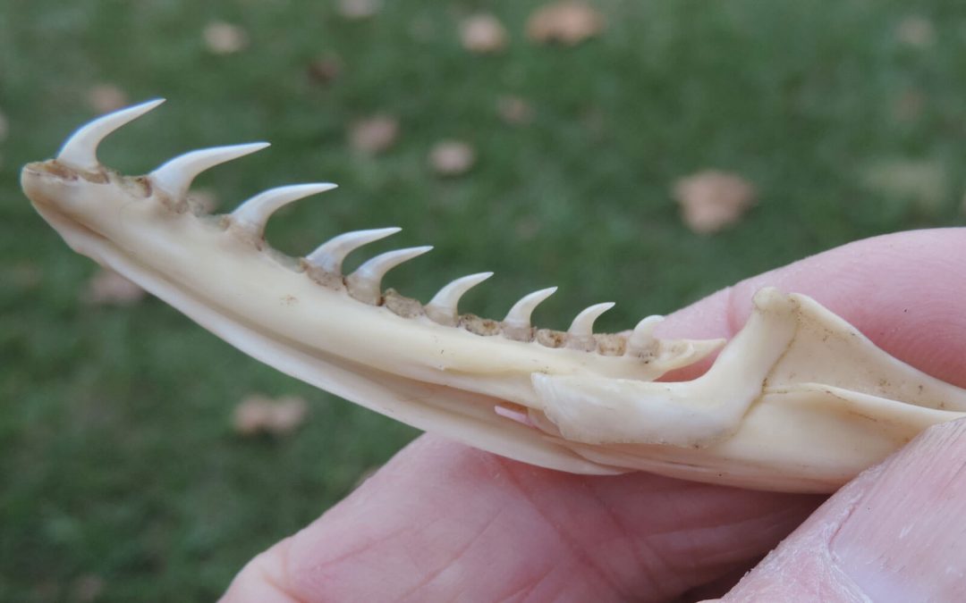 Snakes of the Kloof and Highway area: what’s that under your jacket ...