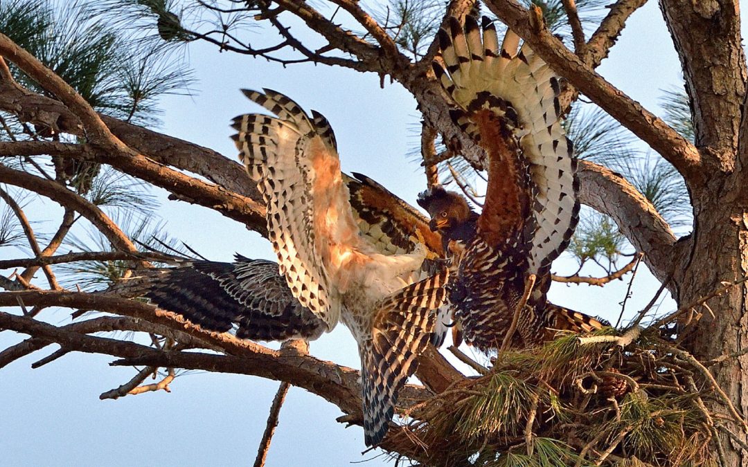 Crowned eagles in the big city | Kloof Conservancy The Leopard's Echo