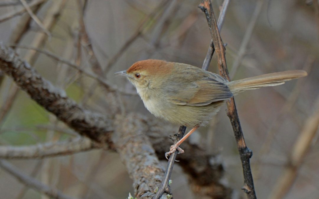 What’s in a name? | Kloof Conservancy The Leopard's Echo