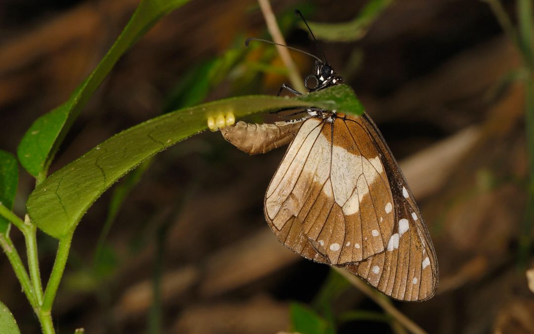 Senses and communication in butterflies and moths | Kloof Conservancy ...