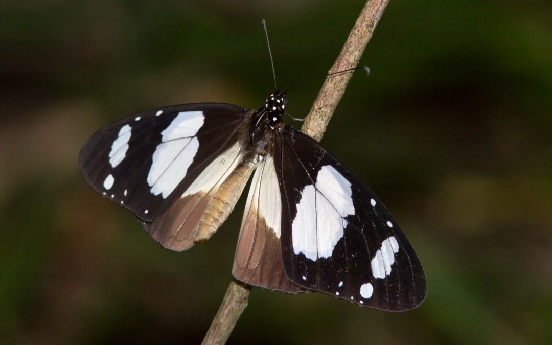 Senses and communication in butterflies and moths | Kloof Conservancy ...