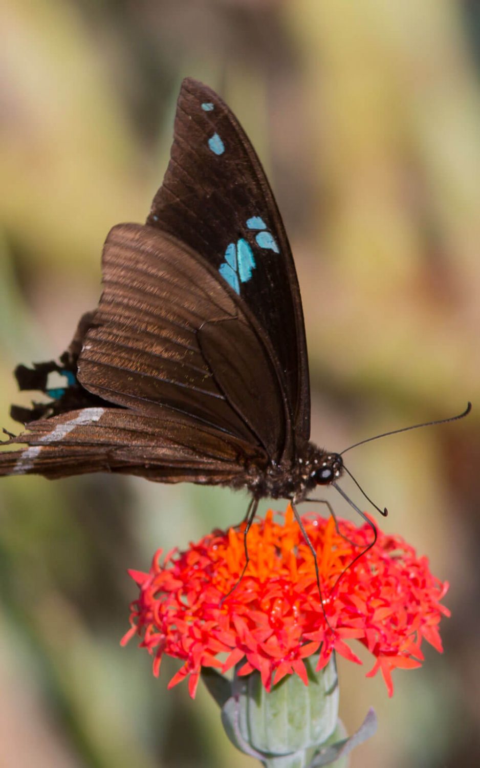 Senses and communication in butterflies and moths | Kloof Conservancy ...