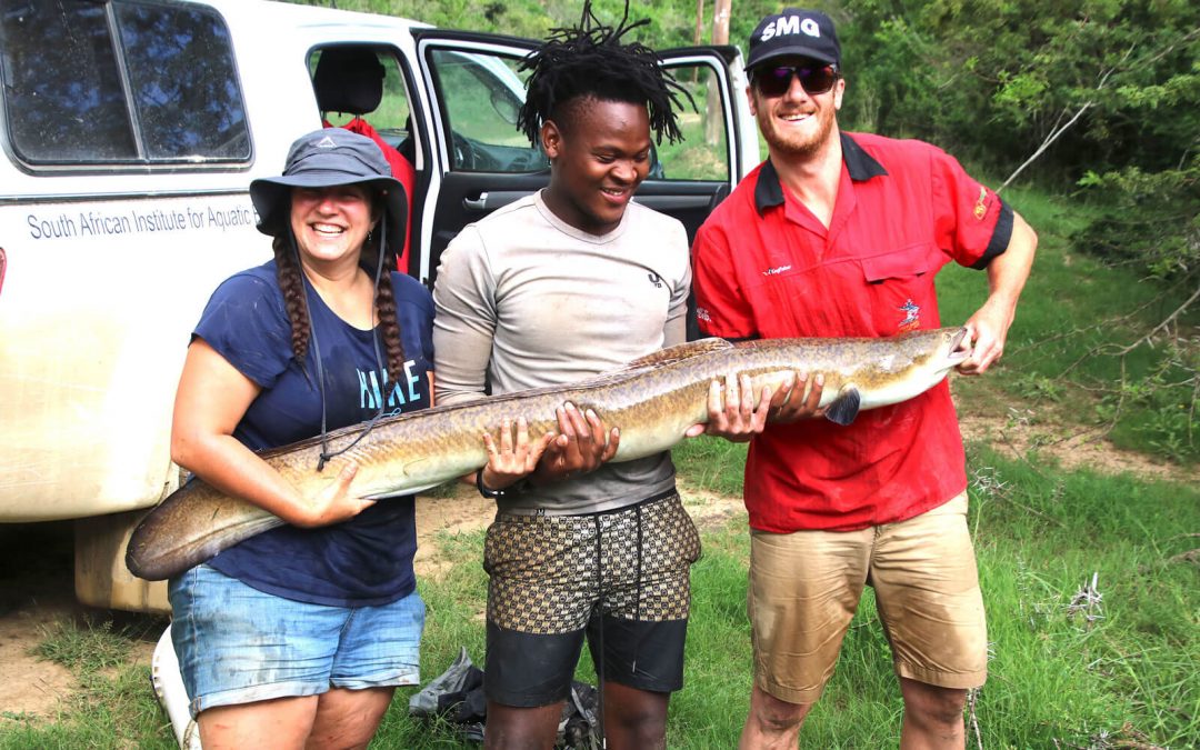 There and back: the elusive and secretive lifestyle of the freshwater eels of South Africa ...