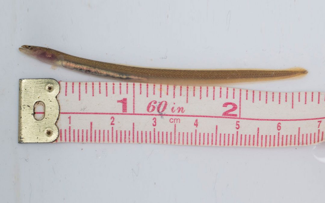 There and back: the elusive and secretive lifestyle of the freshwater ...