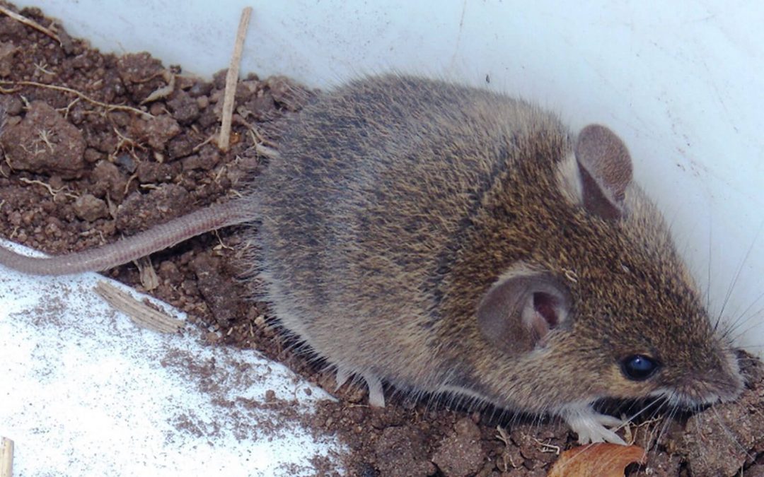 Small mammal ‘critters’ of the greater Kloof region | Kloof Conservancy ...