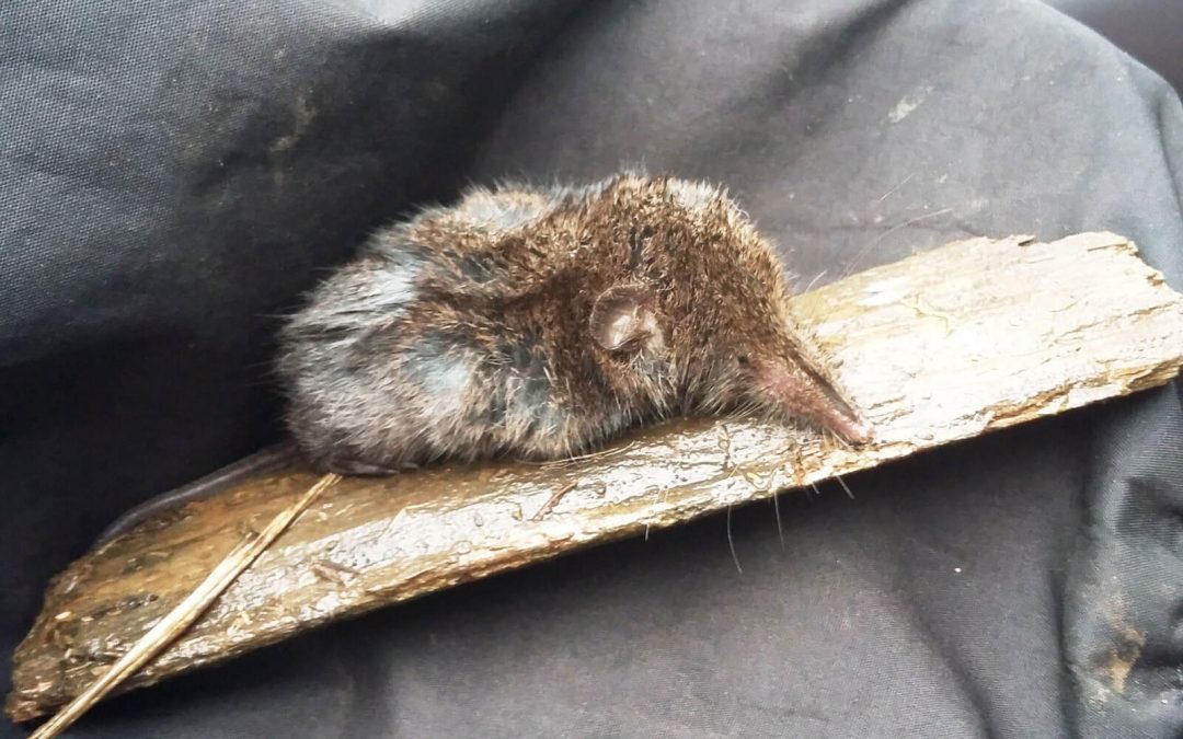 Small mammal ‘critters’ of the greater Kloof region | Kloof Conservancy ...