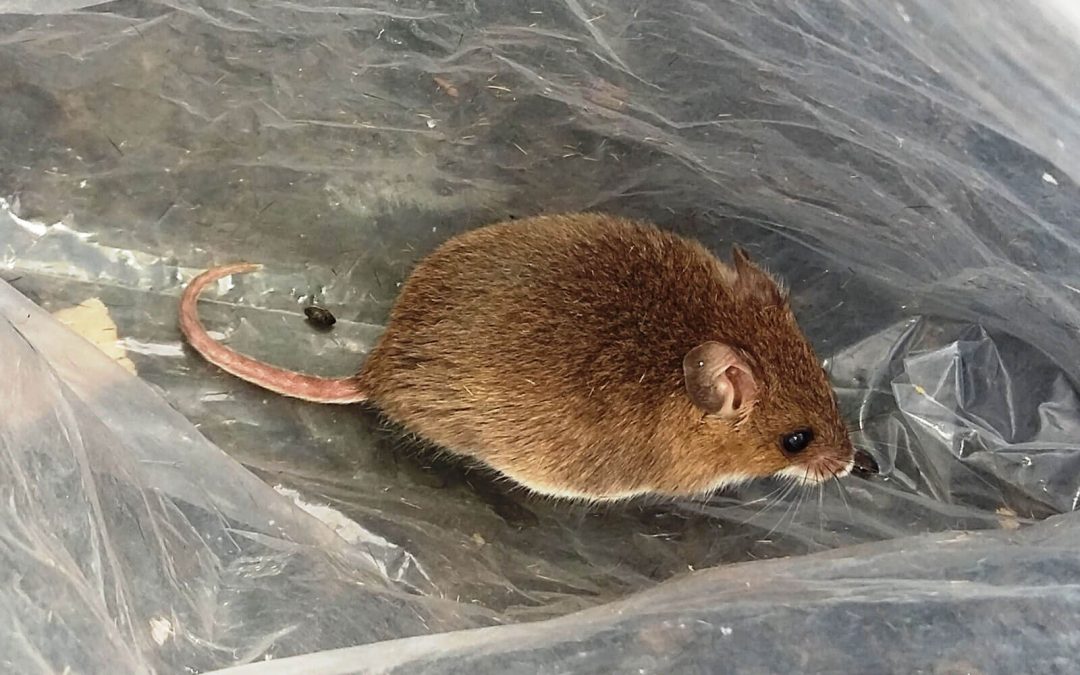 Small mammal ‘critters’ of the greater Kloof region | Kloof Conservancy ...