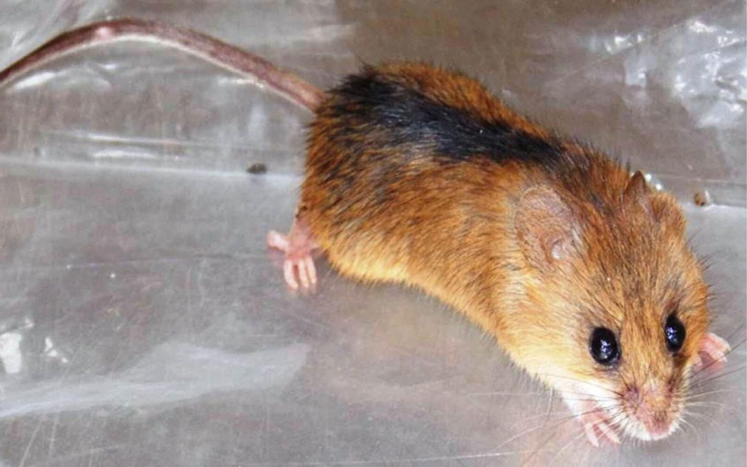 Small mammal ‘critters’ of the greater Kloof region | Kloof Conservancy ...