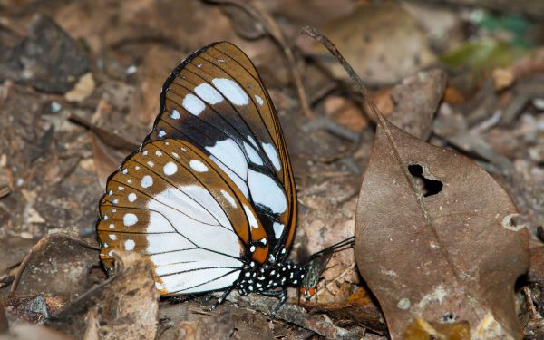 Does climate change affect butterflies and moths? | Kloof Conservancy ...