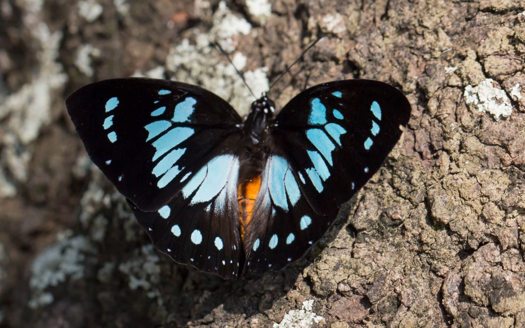 Does climate change affect butterflies and moths? | Kloof Conservancy ...