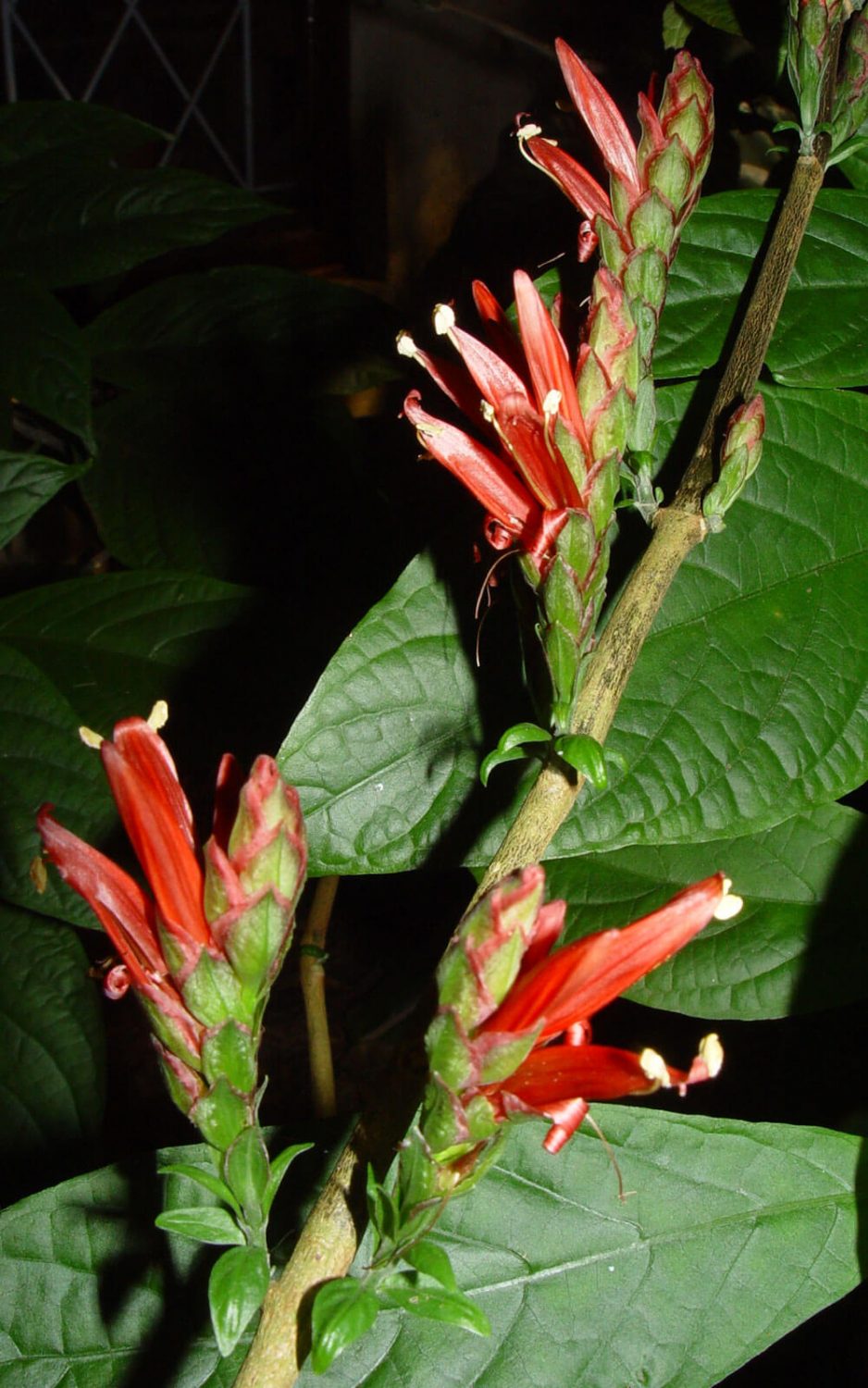 Eco impi: the practitioner | Kloof Conservancy The Leopard's Echo