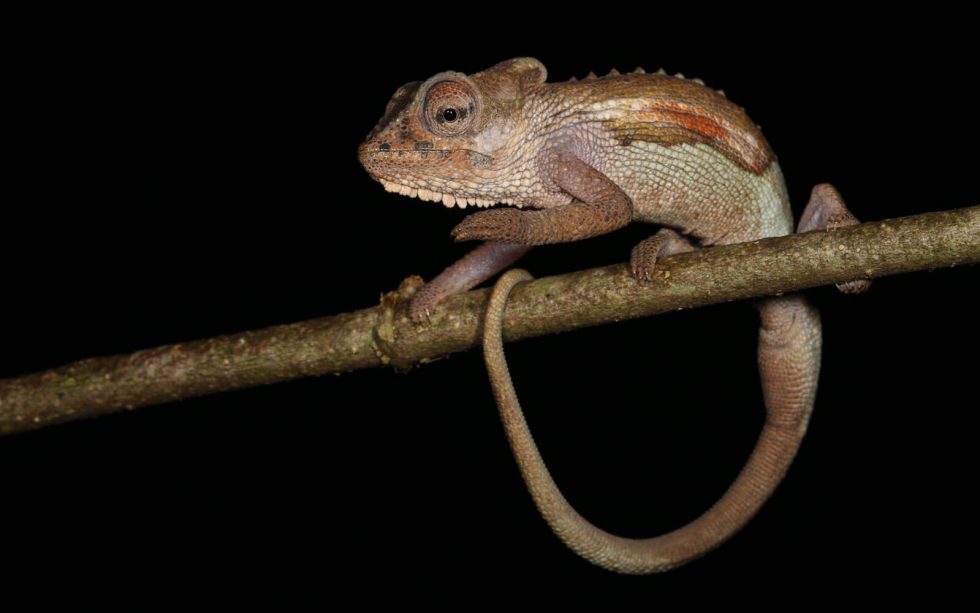A much-loved reptile chameleons of KZN | Kloof Conservancy The Leopard ...