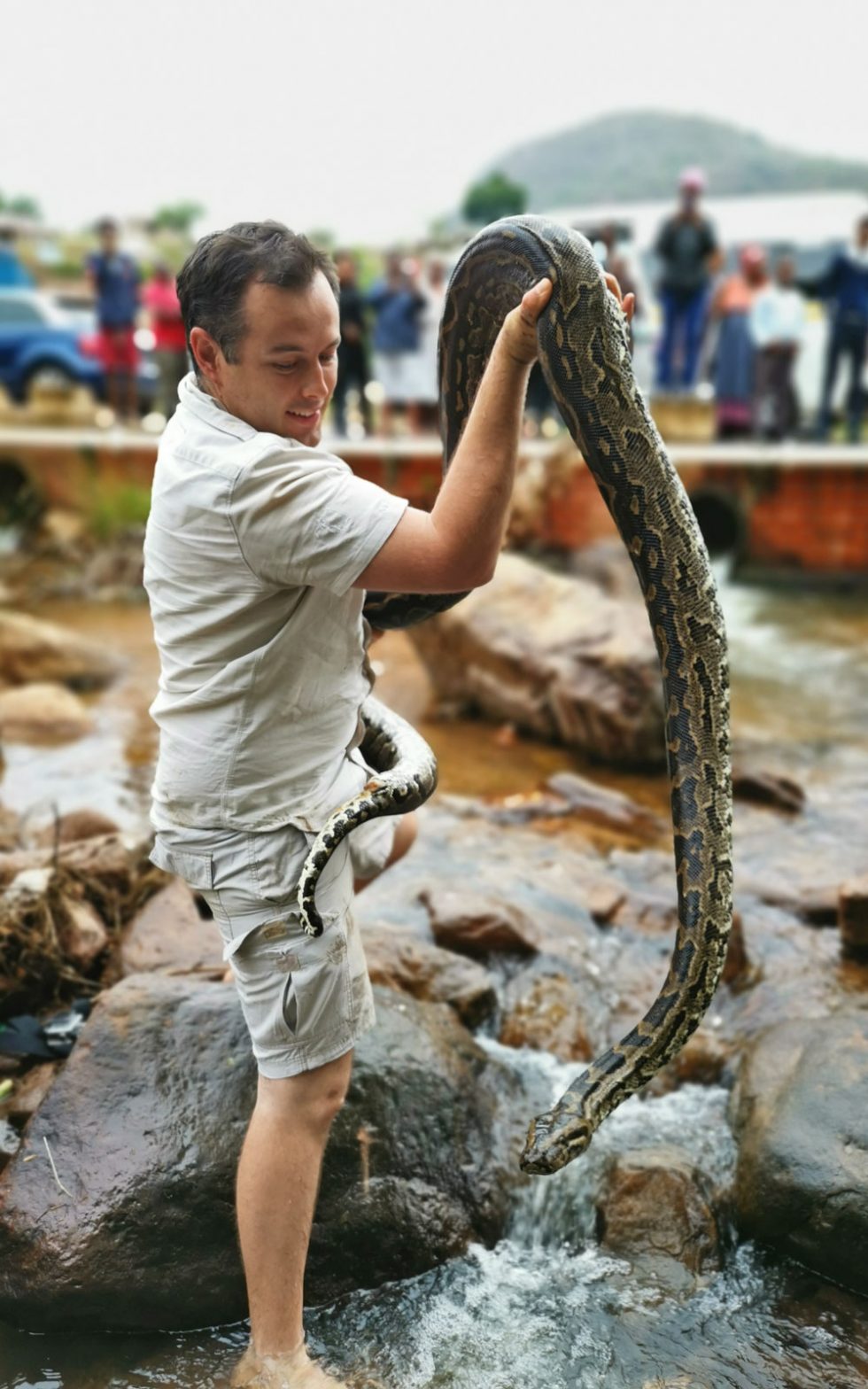 South Africa’s biggest snake | Kloof Conservancy The Leopard's Echo