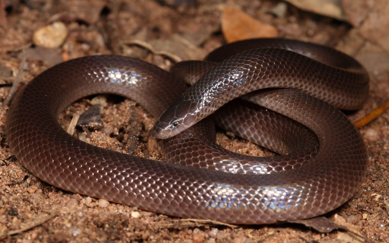 Will climate change change lives? Ask a snake. | Kloof Conservancy The ...