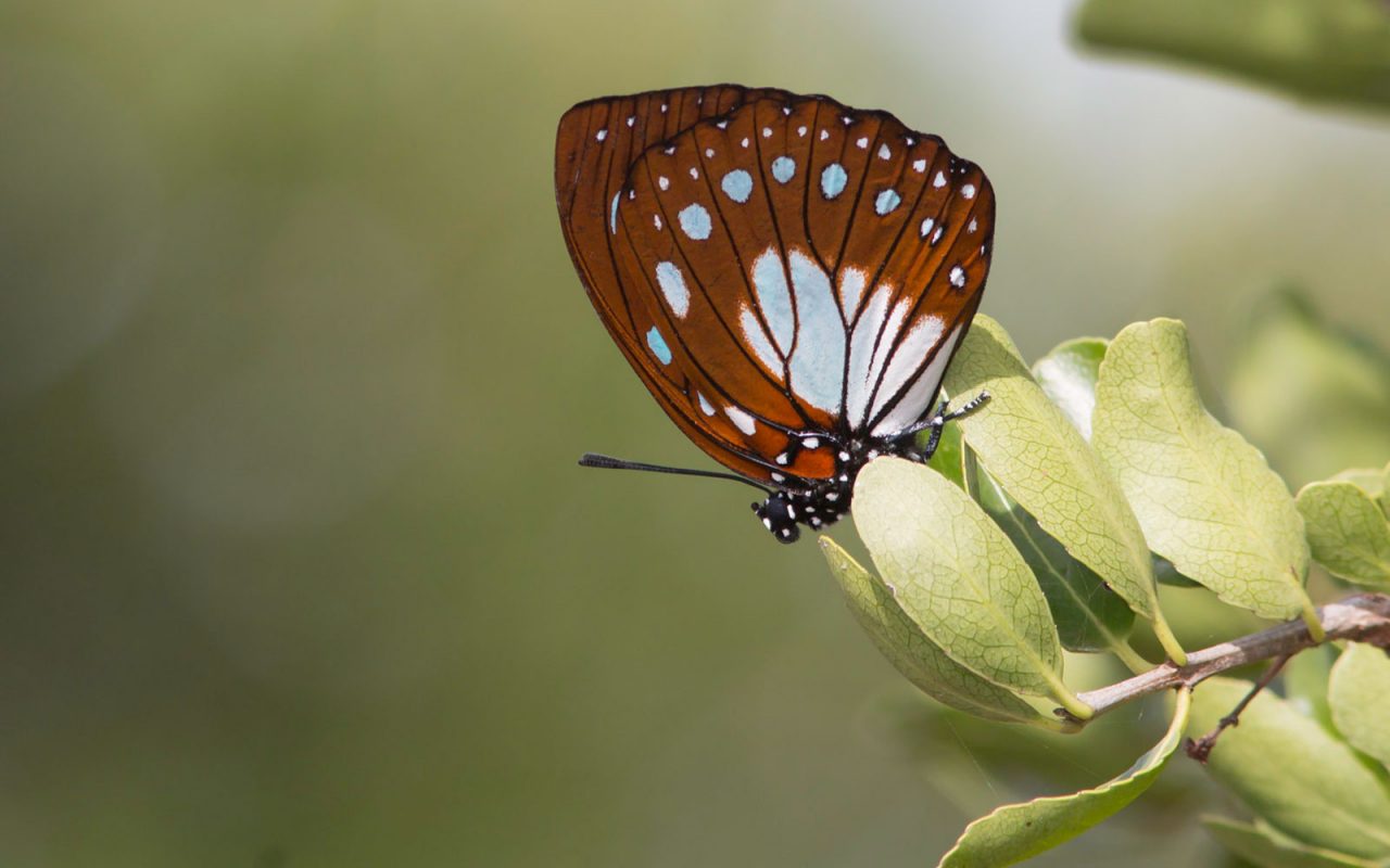 Has Climate Change really affected our butterflies? | Kloof Conservancy ...