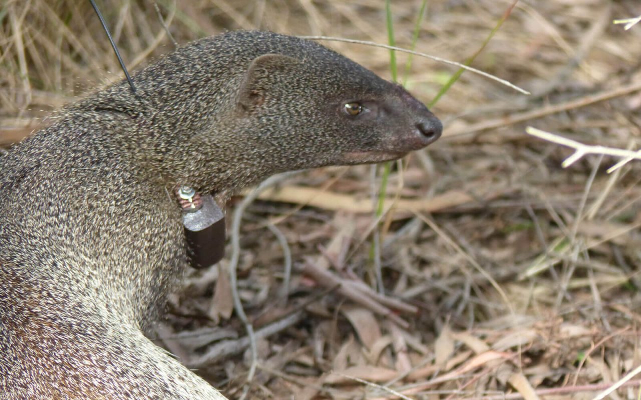 One goose, many geese; one mongoose, many mongooses! | Kloof ...