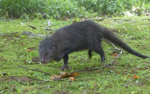 One goose, many geese; one mongoose, many mongooses! | Kloof ...