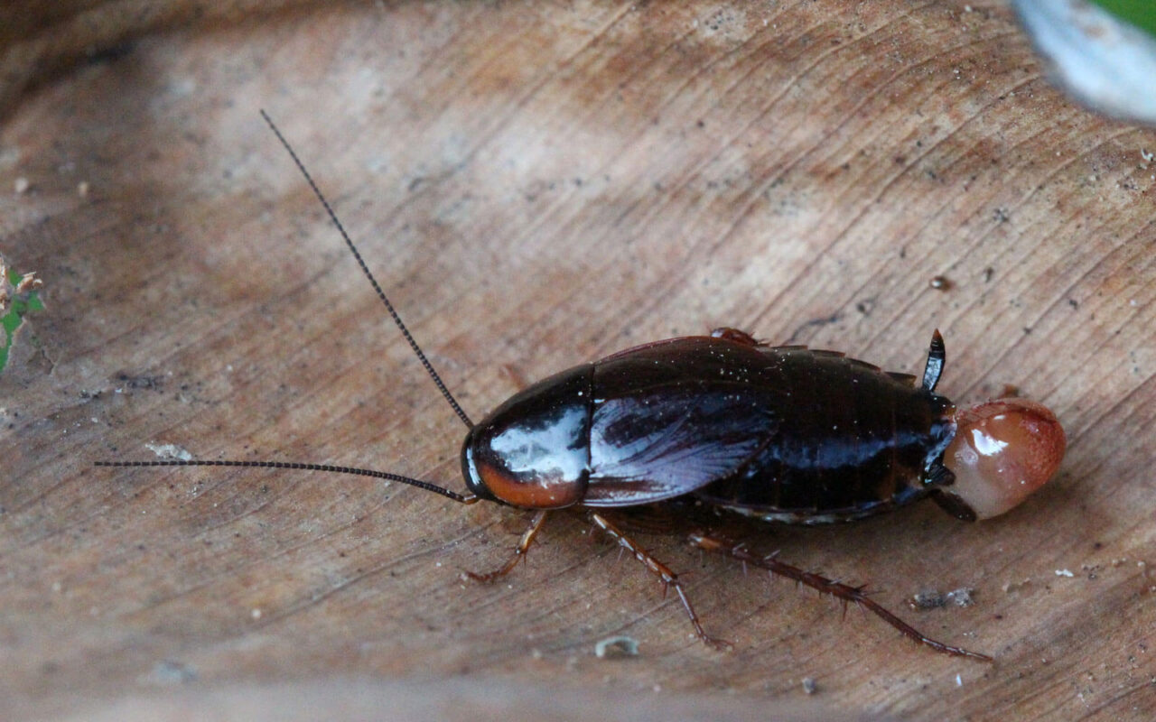 In defence of the roach | Kloof Conservancy The Leopard's Echo