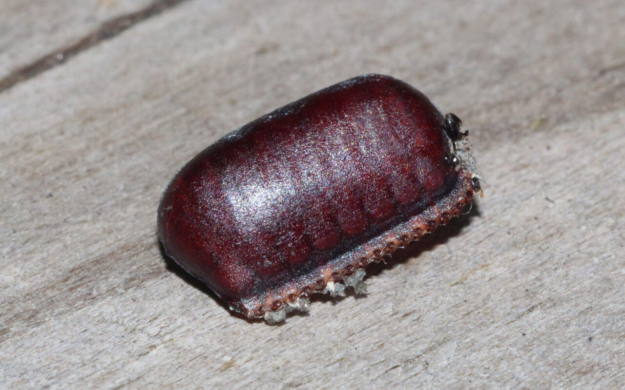 In defence of the roach | Kloof Conservancy The Leopard's Echo