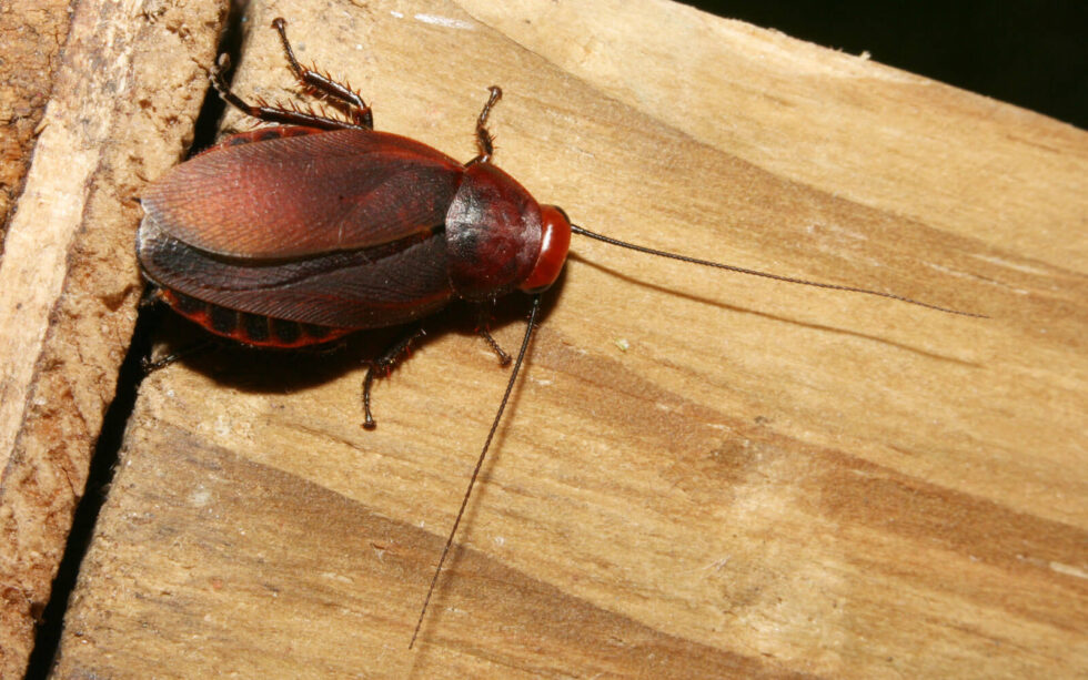 In defence of the roach | Kloof Conservancy The Leopard's Echo