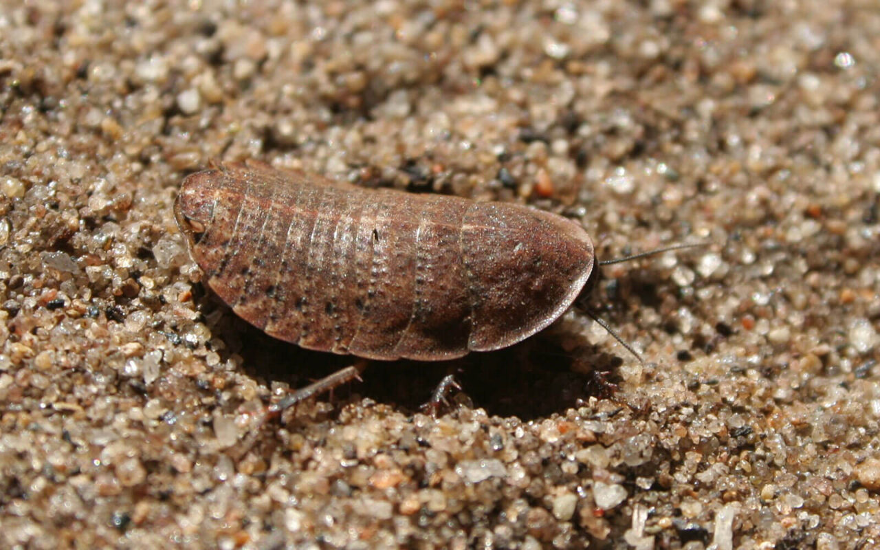 In defence of the roach | Kloof Conservancy The Leopard's Echo