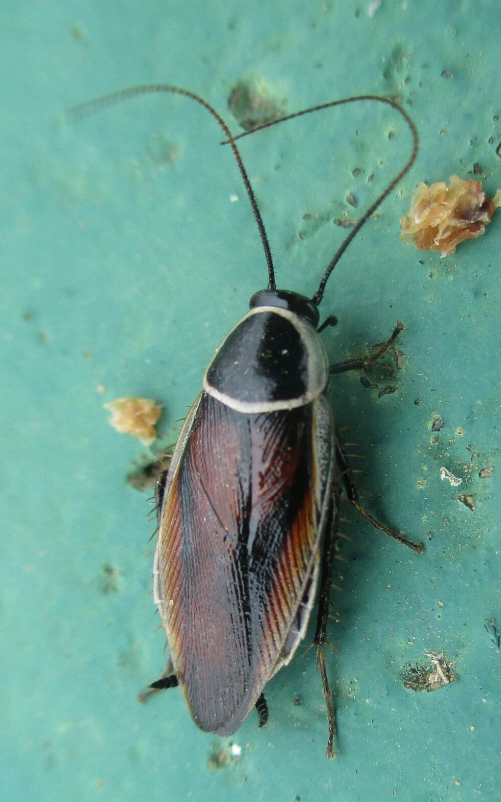 In defence of the roach | Kloof Conservancy The Leopard's Echo