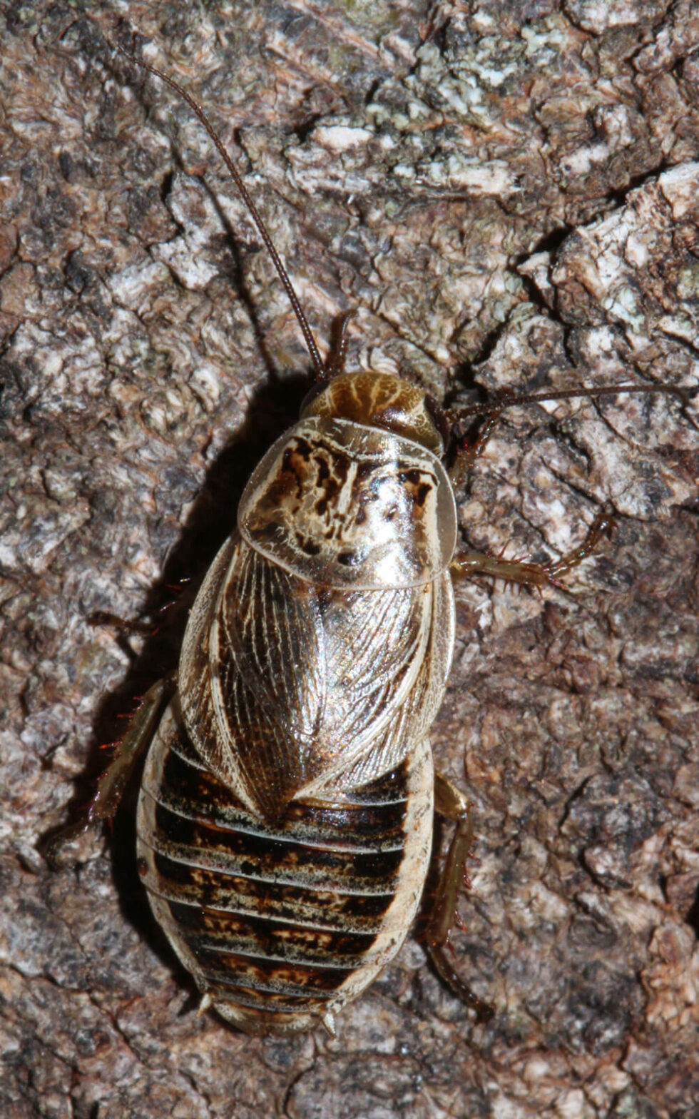 In defence of the roach | Kloof Conservancy The Leopard's Echo