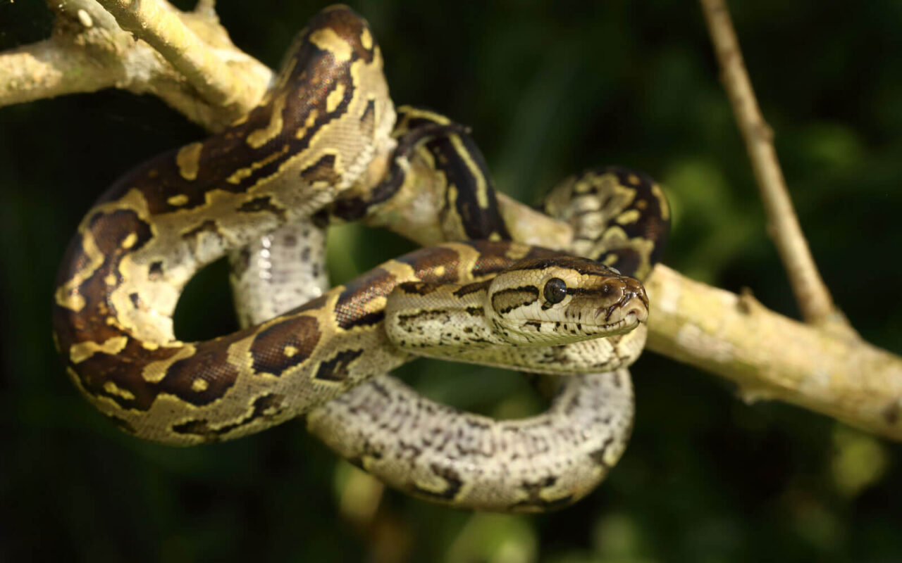 South Africa’s biggest snake | Kloof Conservancy The Leopard's Echo