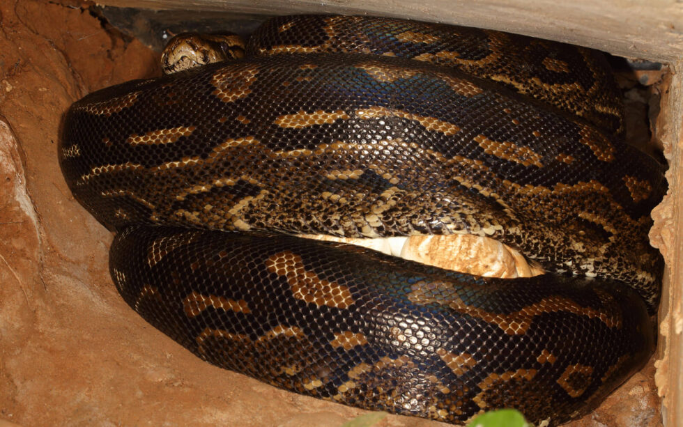 South Africa’s biggest snake | Kloof Conservancy The Leopard's Echo