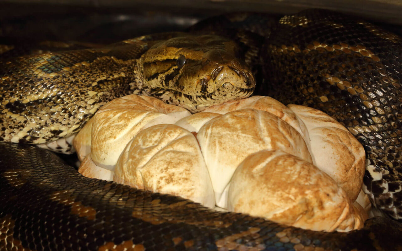 South Africa’s biggest snake | Kloof Conservancy The Leopard's Echo