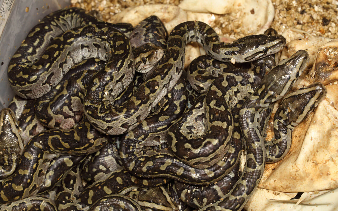 South Africa’s biggest snake | Kloof Conservancy The Leopard's Echo